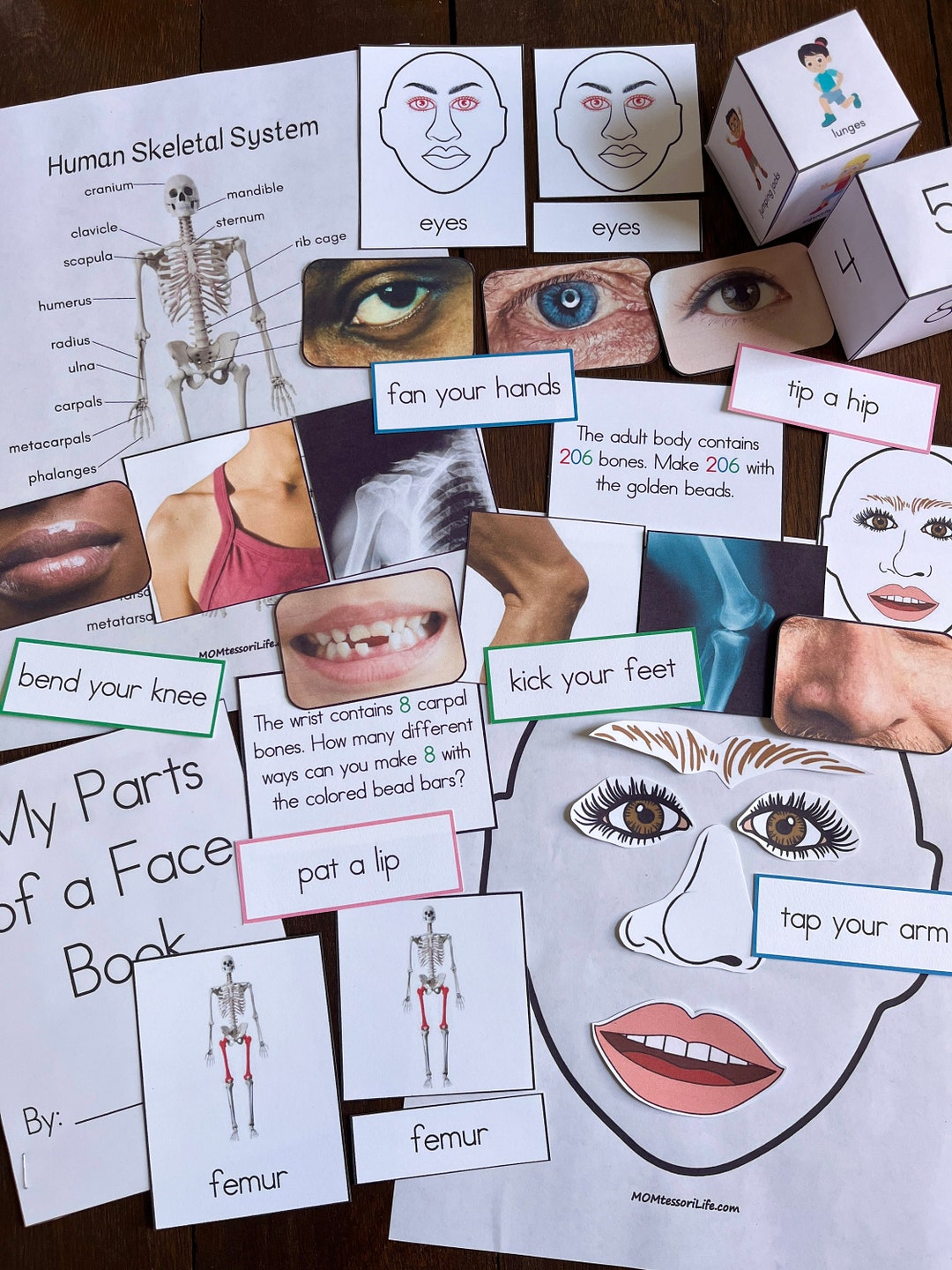 Montessori-inspired Human Body Bundle - Etsy