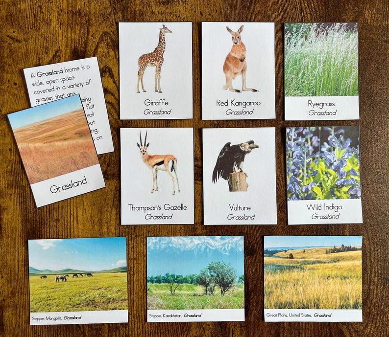 Montessori-inspired Biomes Bundle - Etsy