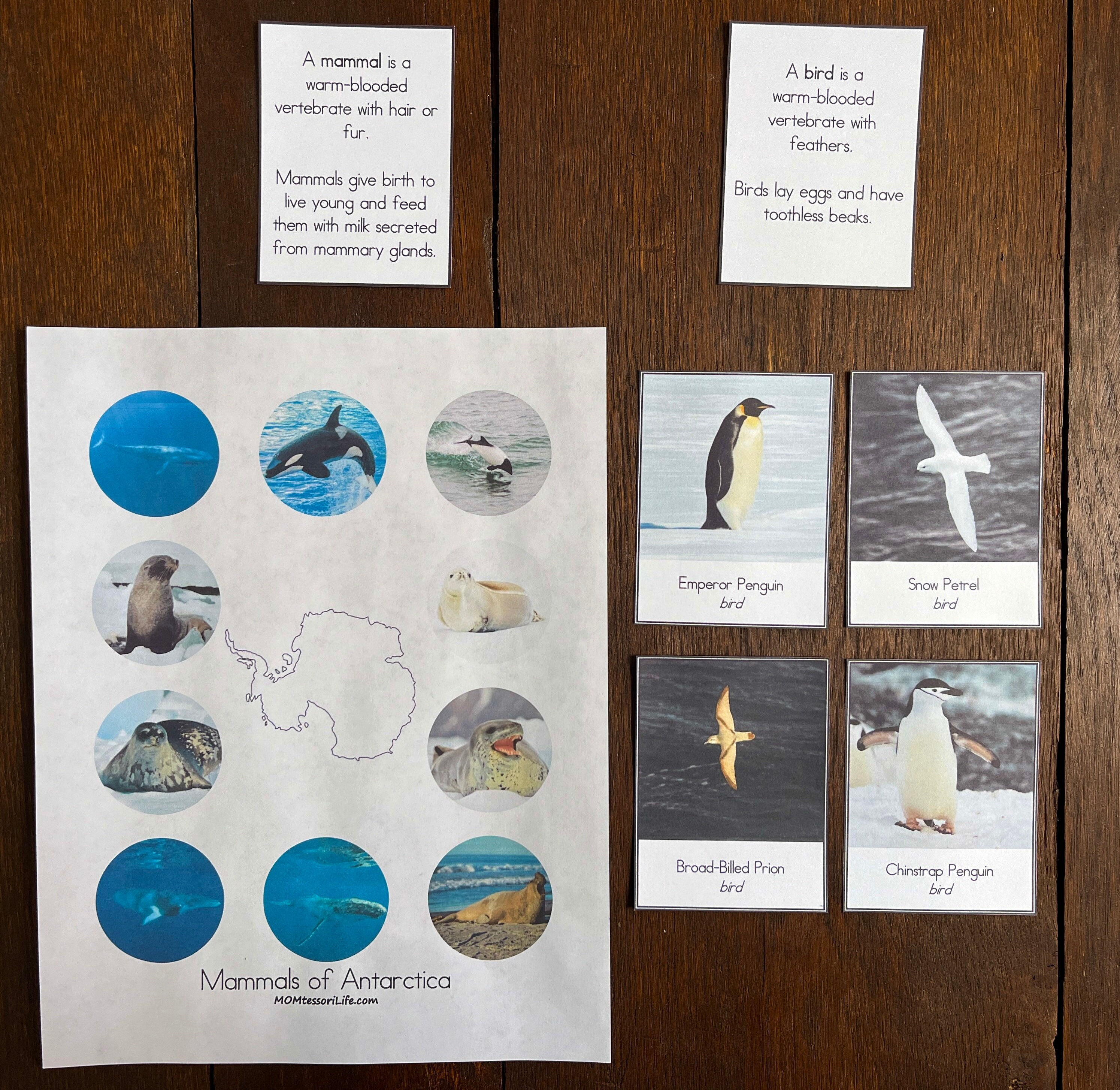 Montessori Vertebrates of the Continents Bundle - Etsy