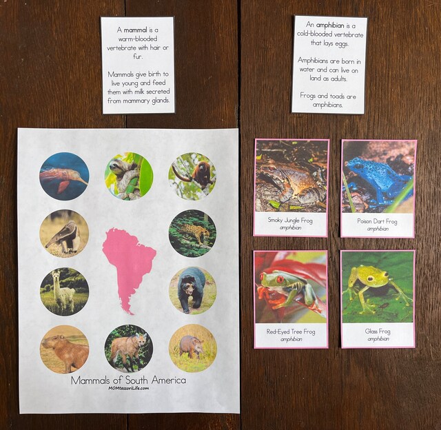 MOMtessoriLife - Etsy