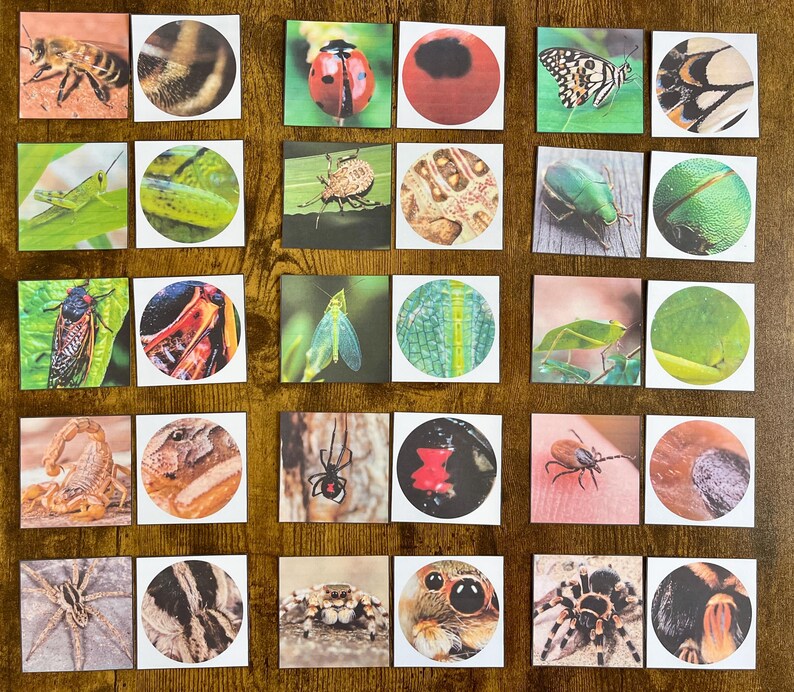 Montessori-inspired Insects & Arachnids Bundle - Etsy
