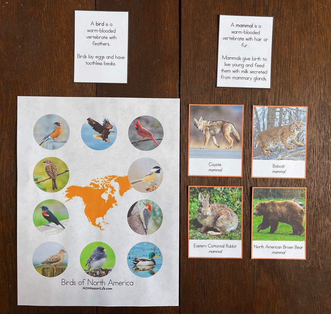 Montessori Vertebrates of North America Bundle - Etsy