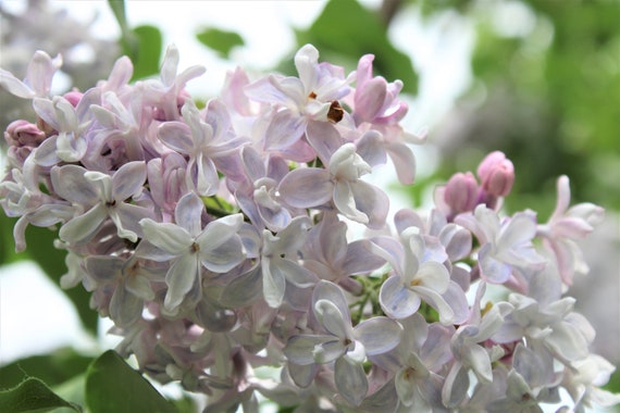 Lilac Photography Lilacs Flower Photography Print C-4407 | Etsy