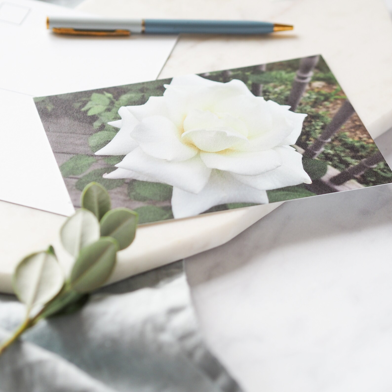Rose Postcard 3-751, White Rose Postcard, Flower Postcard, Floral ...