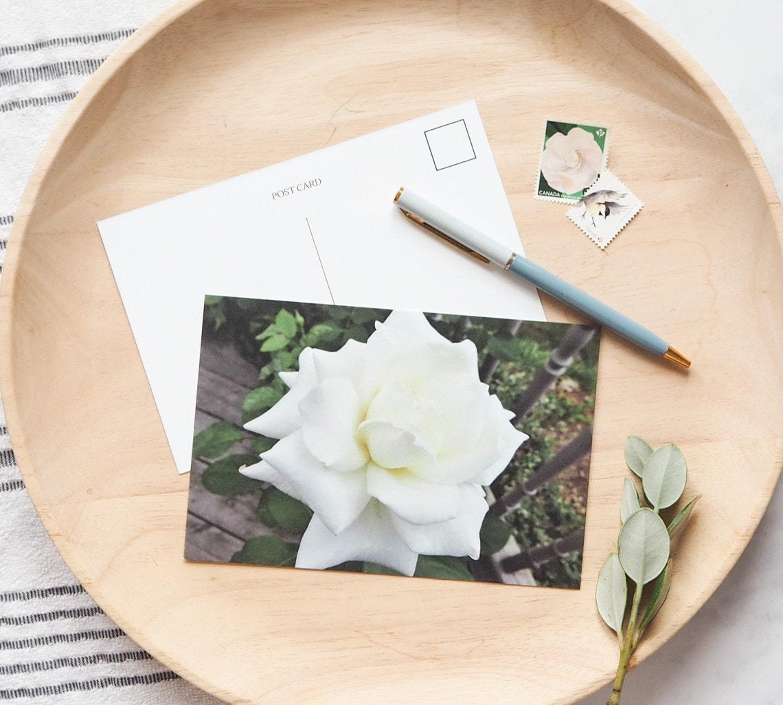 Rose Postcard 3-751 White Rose Postcard Flower Postcard - Etsy Canada