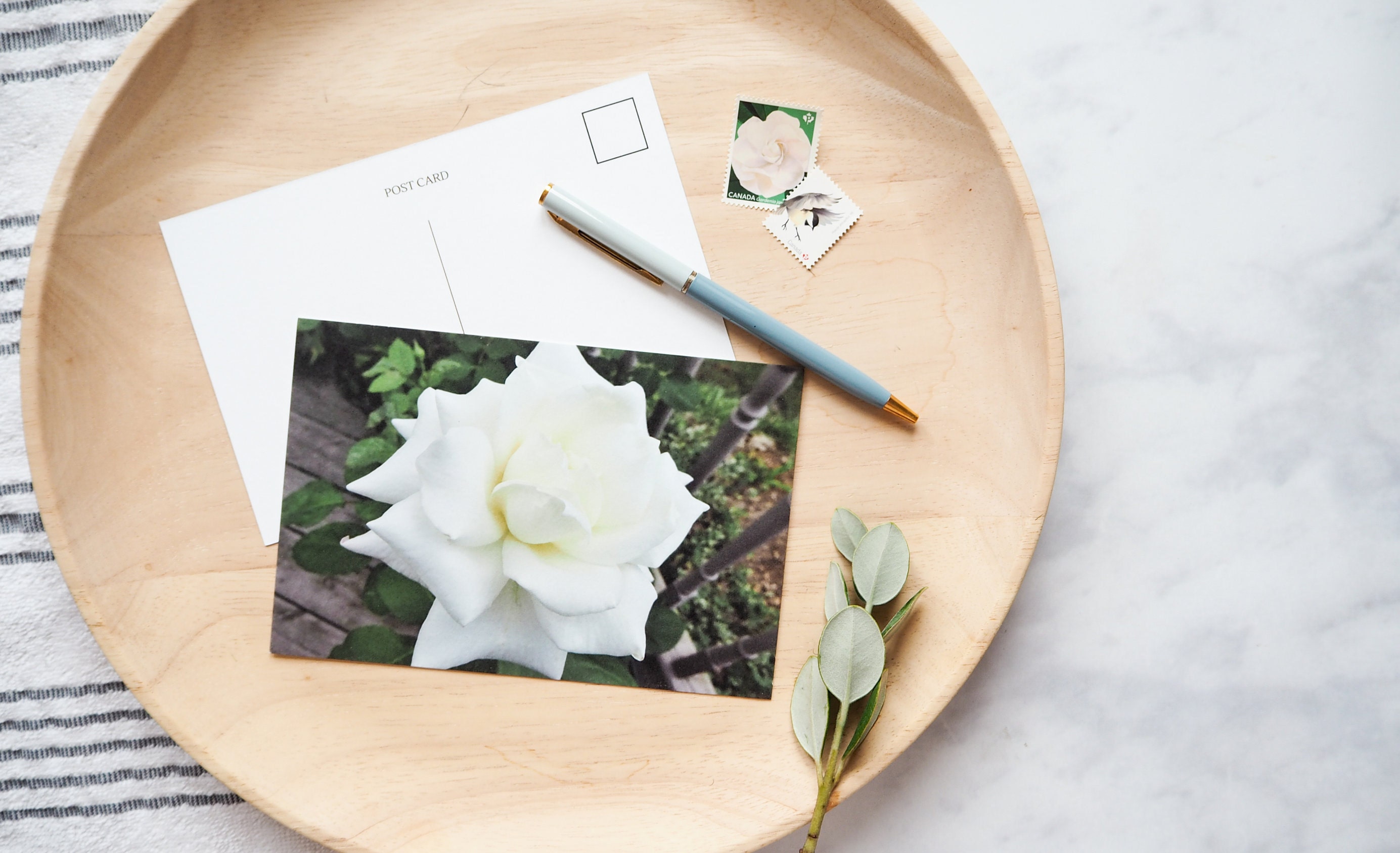 Rose Postcard 3-751, White Rose Postcard, Flower Postcard, Floral ...