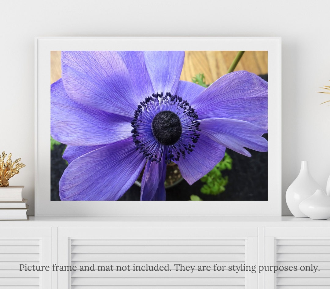 Anemone Photography 1295, Flower Photography, Blue Poppy Anemone ...