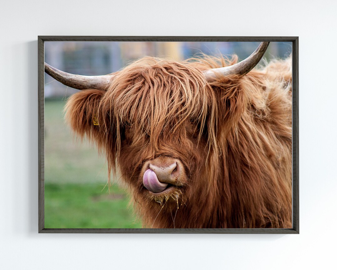 Highland Cow Wall Art Digital Download Wall Decor | Downloadable Print ...