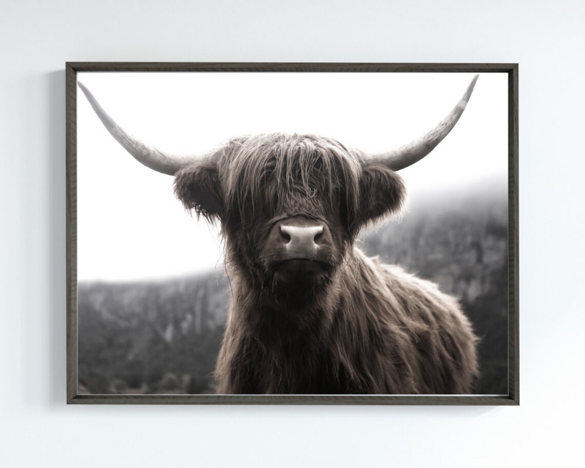 Highland Cow Wall Art Digital Wall Decor Downloadable Print - Etsy