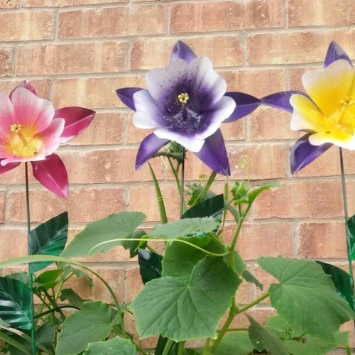 Viola Tricolor Helen Mount Johnny Jump up Seed Only 75 Cents | Etsy
