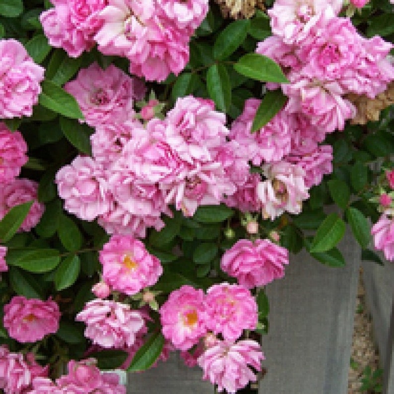 PEGGY MARTIN Climbing Rose Pink Cuttings 4ct. - Etsy