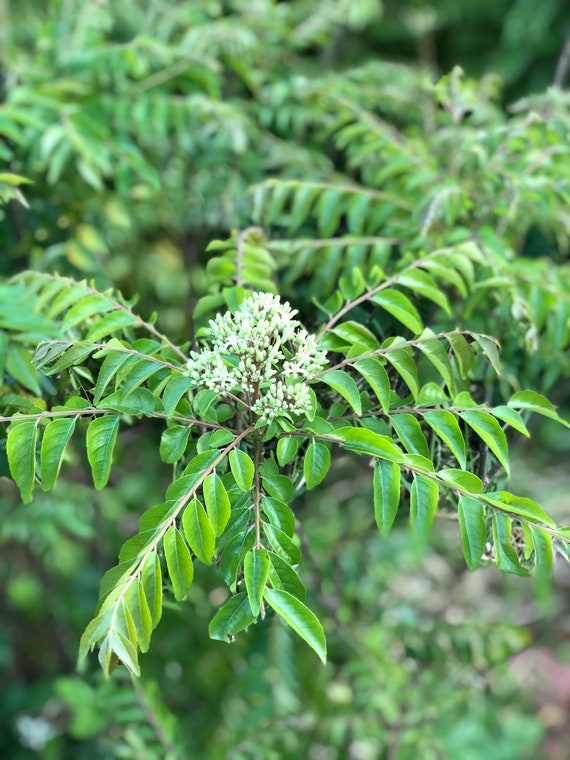 Indian Curry Plant