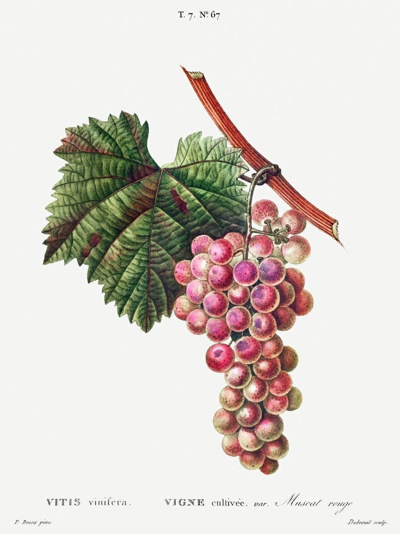 Vintage Grapes Art Botanical Print wall decoration wall | Etsy