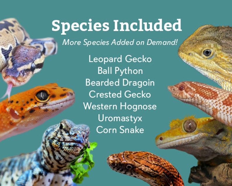 Reptile Planner Bundle, Digital Download for Organisation, Supplement ...