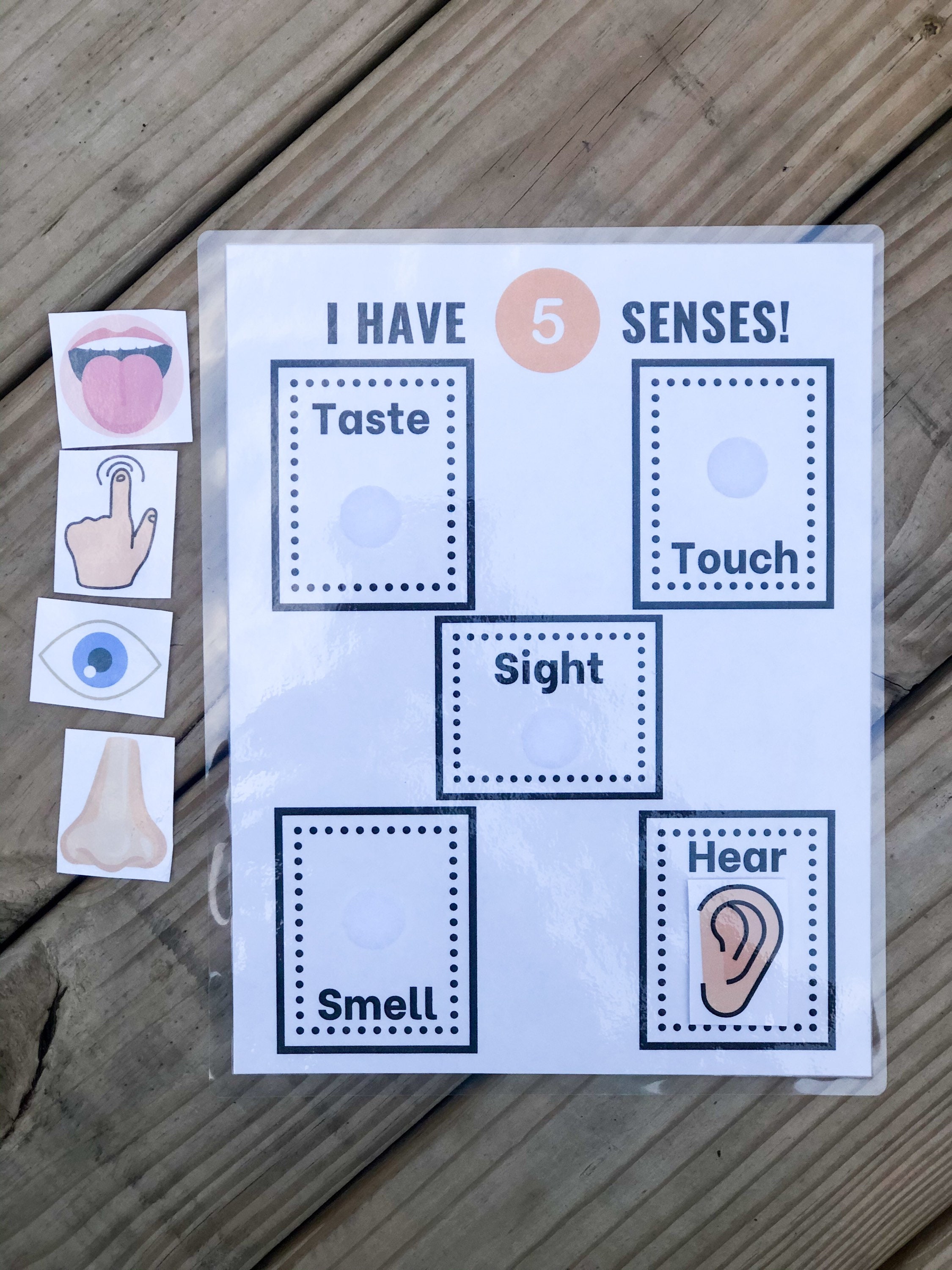 5 Senses, Learning Senses, Early Learning, Hands on Learning, Prek ...