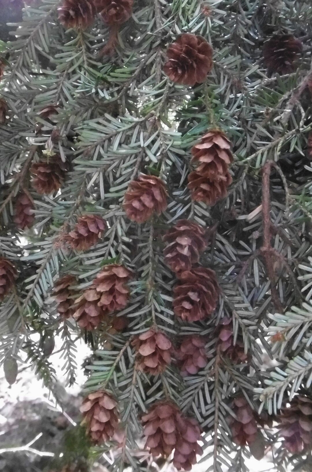 Western Hemlock Dried Cones - Etsy