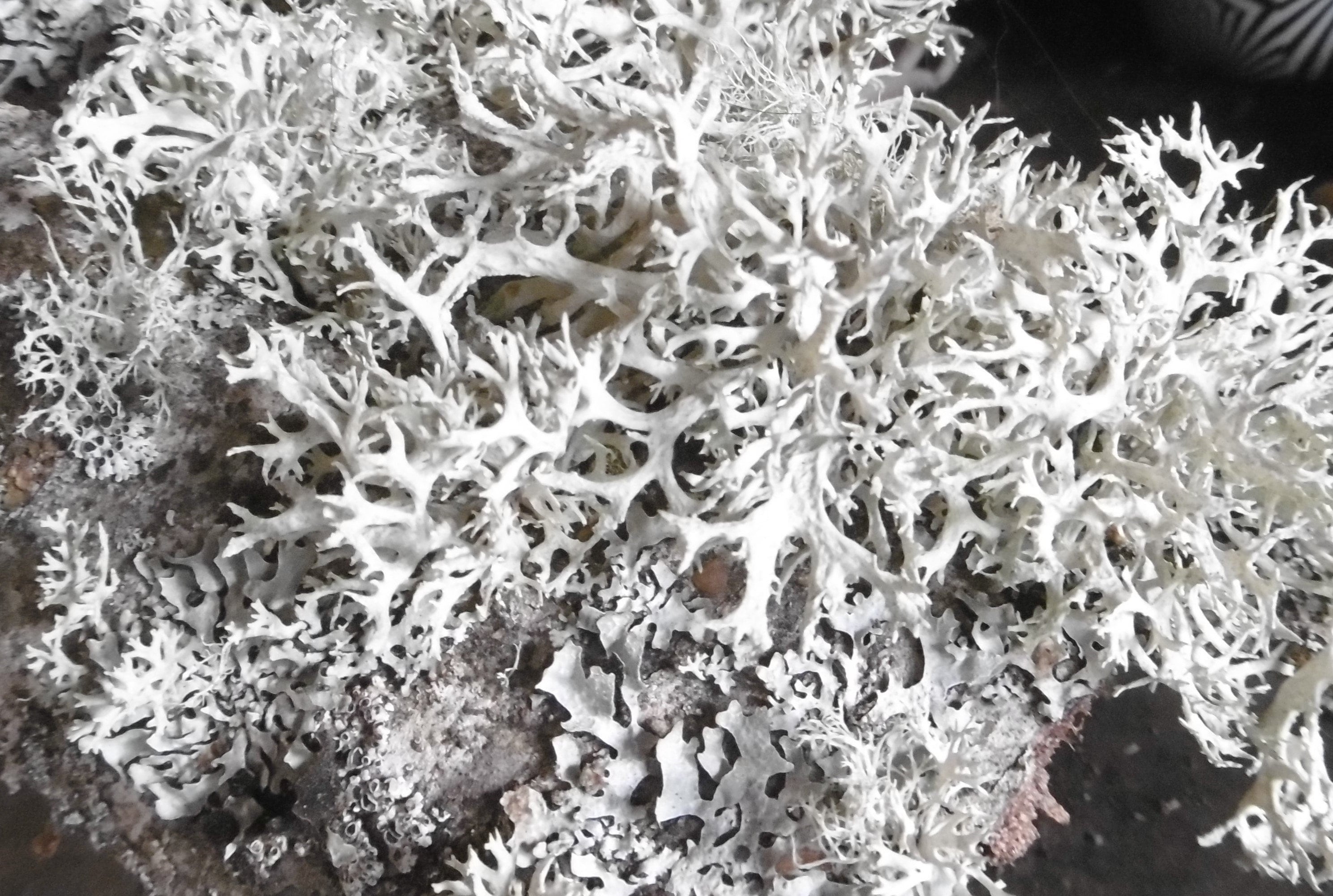 Oak Moss Lichen Evernia Prunastri & Some Beard Lichen Usnea Miniature ...