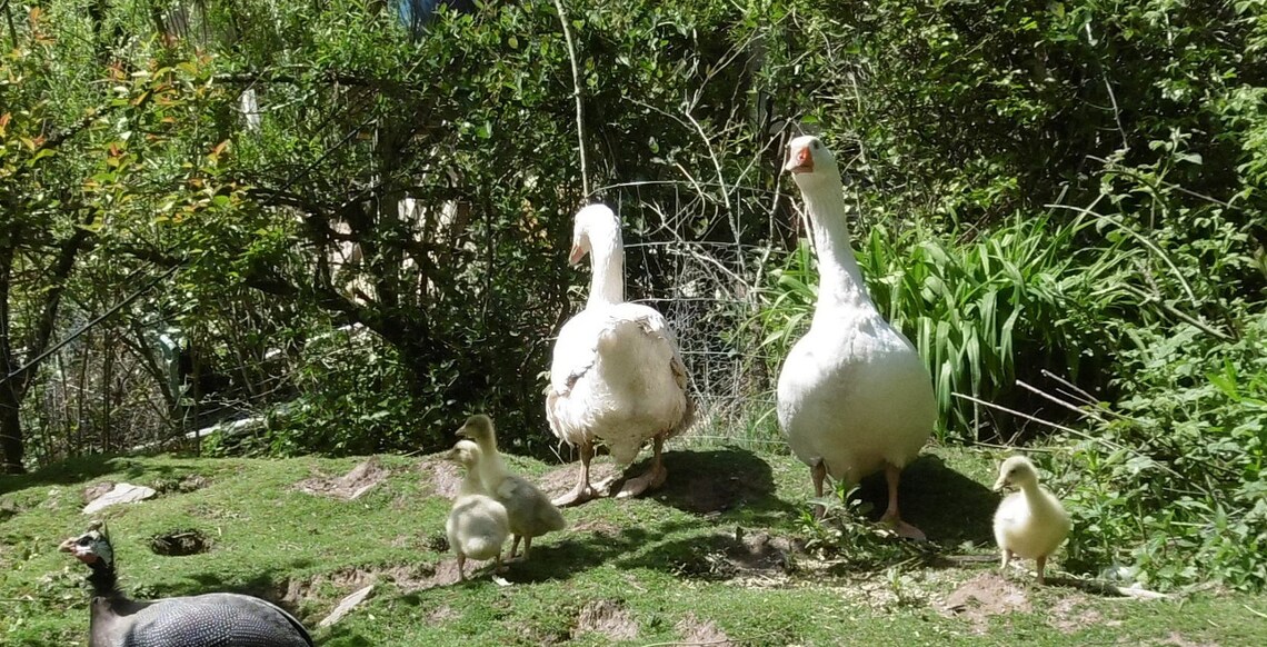 Handmade Natural Goose Quill Pens a luddite - Etsy