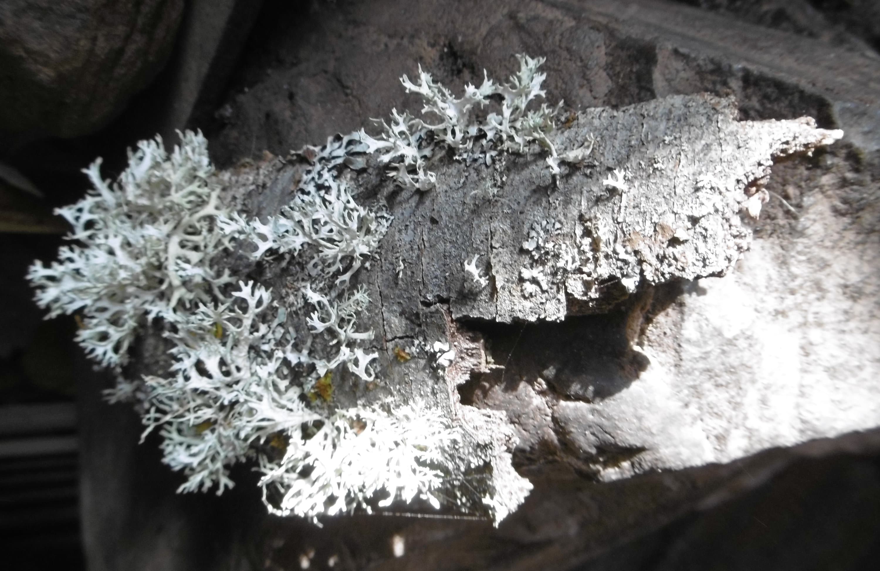 Oak Moss Lichen Evernia Prunastri & Some Beard Lichen Usnea Miniature ...