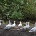 Handmade Natural Goose Quill Pens a luddite - Etsy