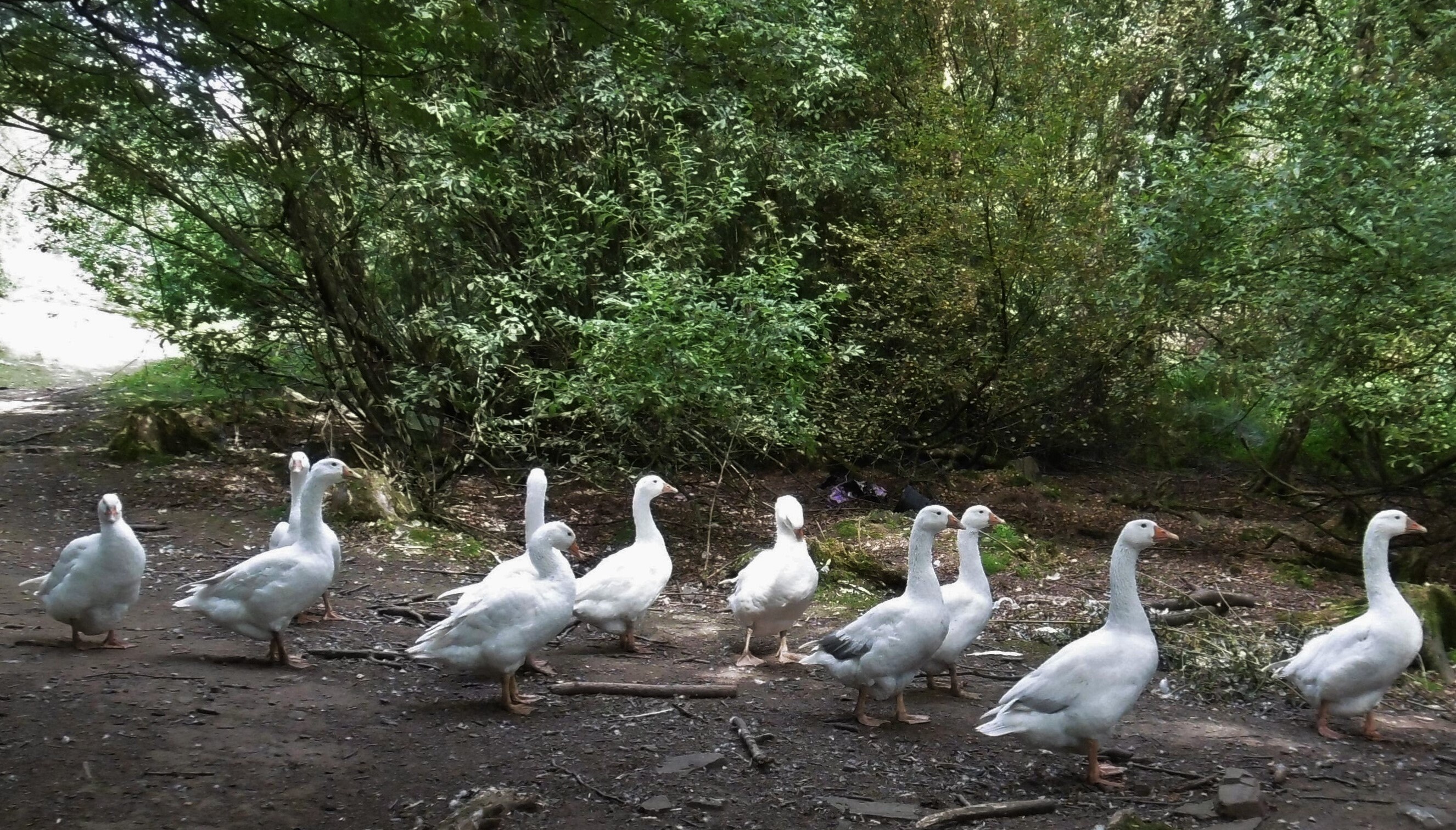 Handmade Natural Goose Quill Pens - a "luddite" Writing Tool - Etsy