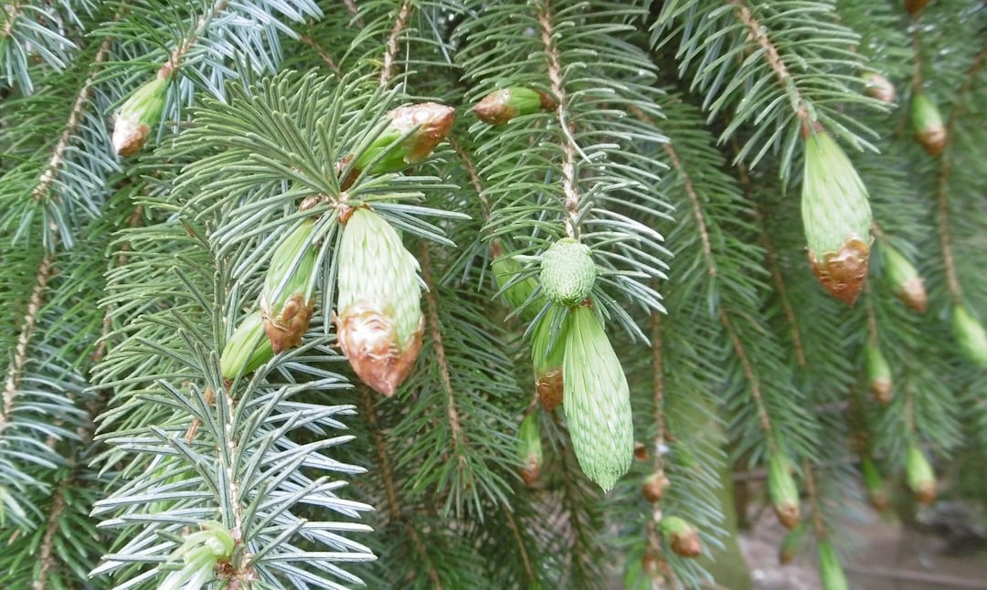 Dried Blue Spruce Tips: Picea Pungens "glauca" - Etsy