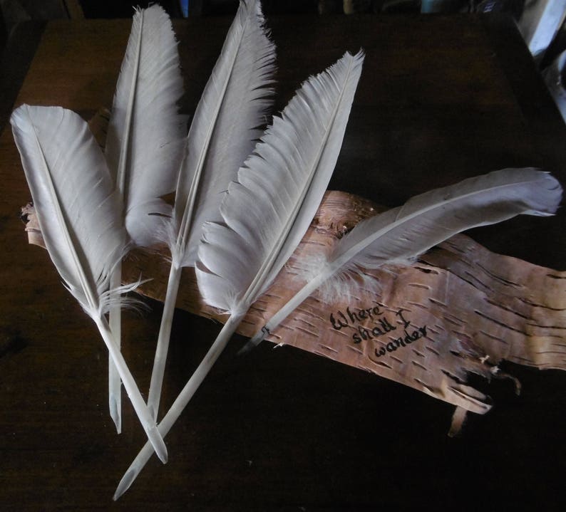 Handmade Natural Goose Quill Pens - a "luddite" Writing Tool - Etsy