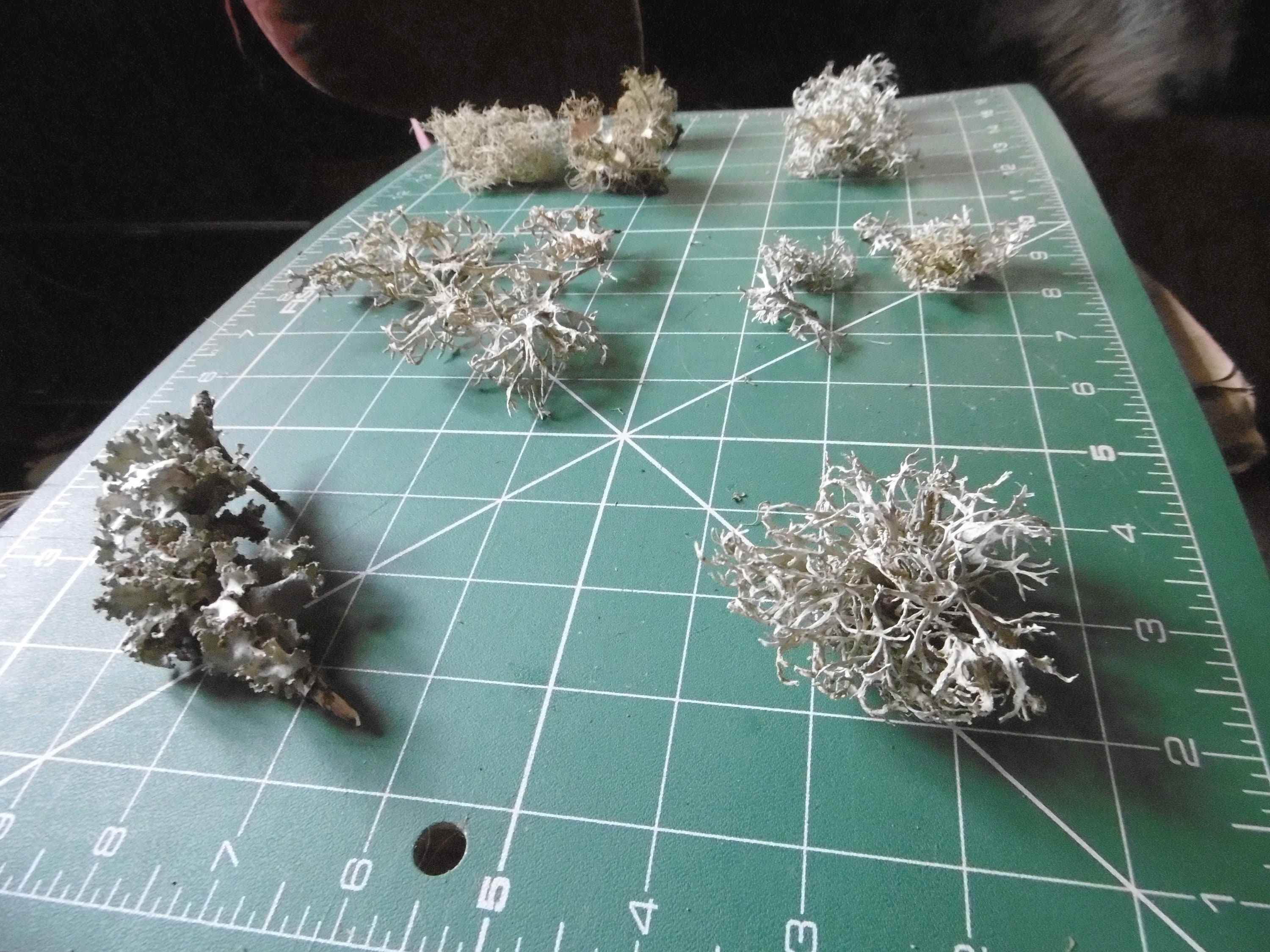 Dried Lichen for Model Making & Rustic Decoration - Etsy