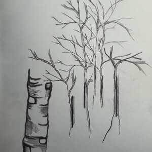 Artist's Charcoal Alder Buckthorn Sticks for Drawing, Sketching ...