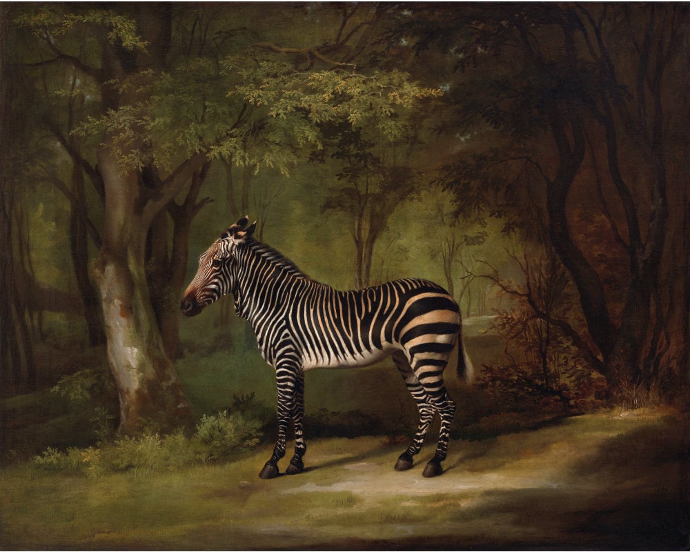 Zebra Oil Painting