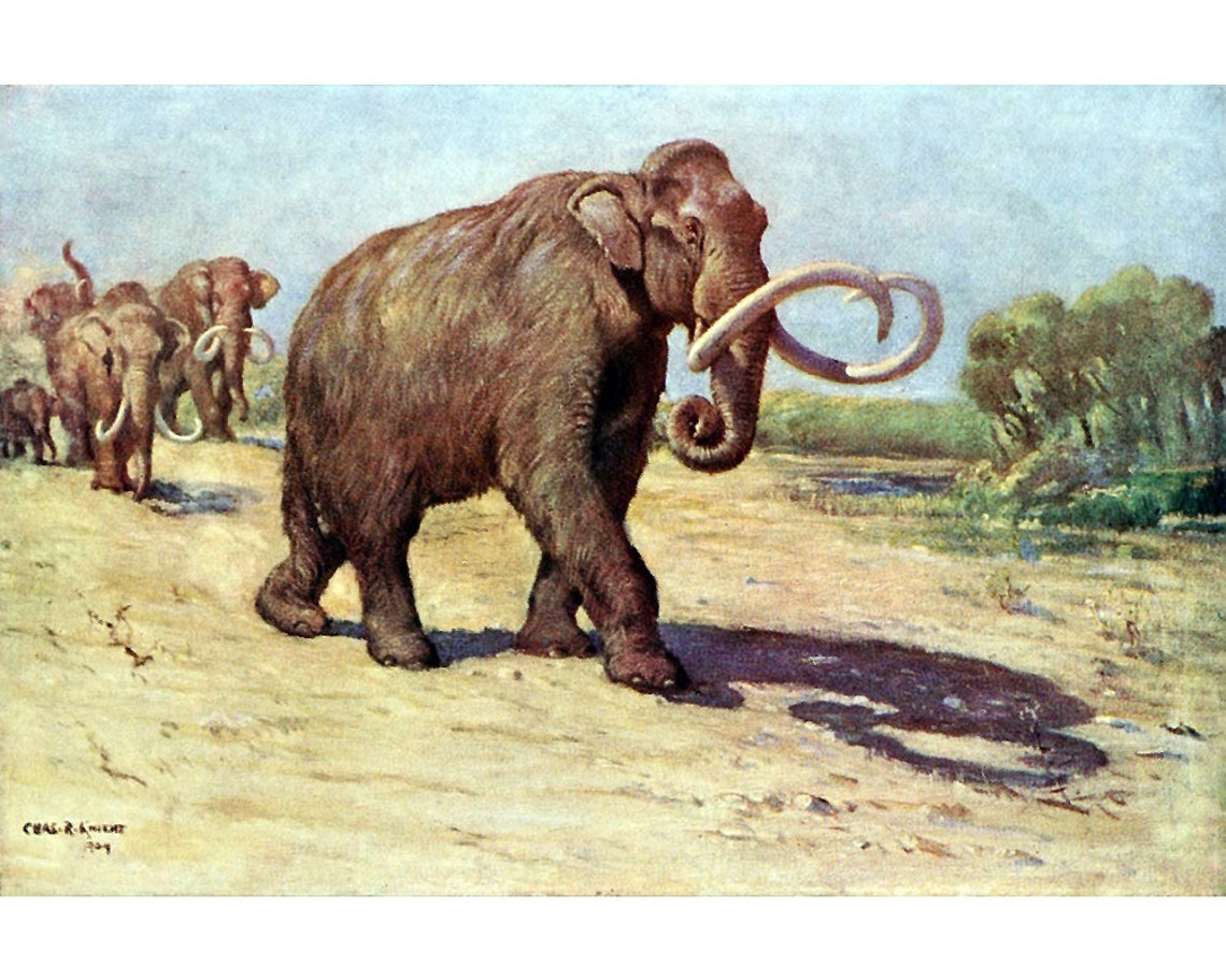 Vintage Woolly Mammoth Painting, Charles R. Knight Art Print, Paleoart ...