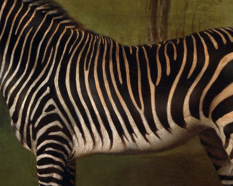 Antique Zebra Oil Painting George Stubbs Zebra Art Print - Etsy