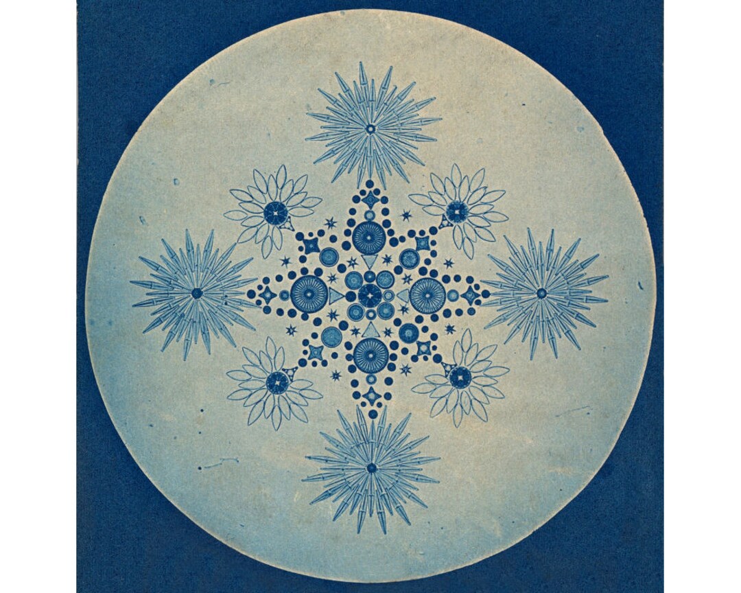 Antique Diatoms Art Print, Diatom Art, Diatom Photograph, Microbiology ...
