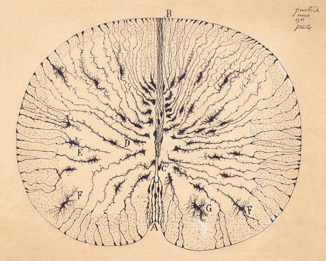 Santiago Ramón Y Cajal Neurons Drawing Art Print, Neuroscience, Antique ...