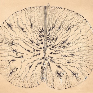 Santiago Ramón Y Cajal Neurons Drawing Art Print, Neuroscience, Antique ...
