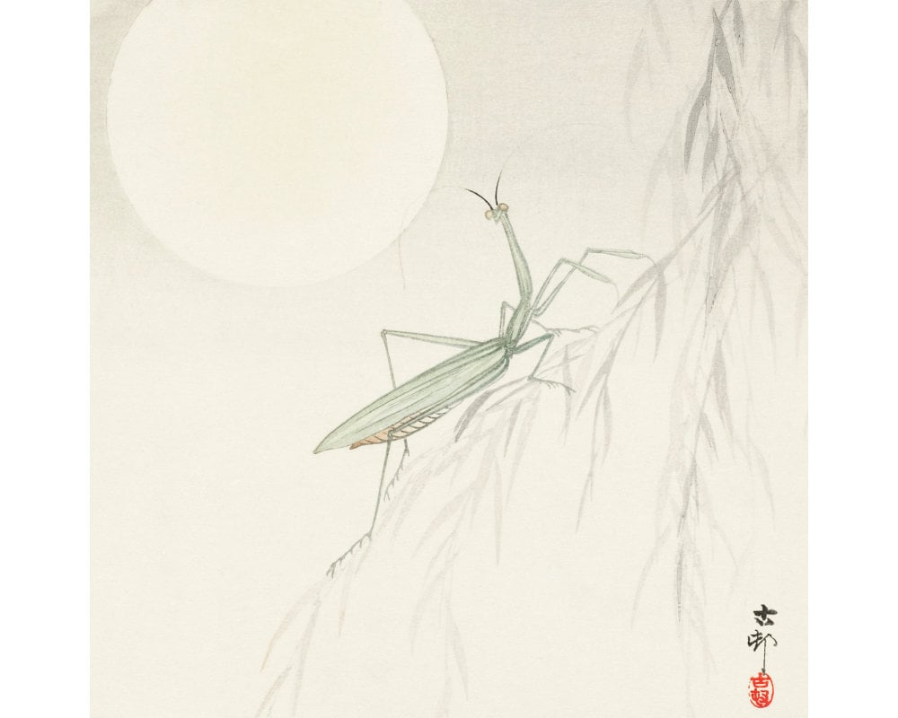 Praying Mantis Face Drawing