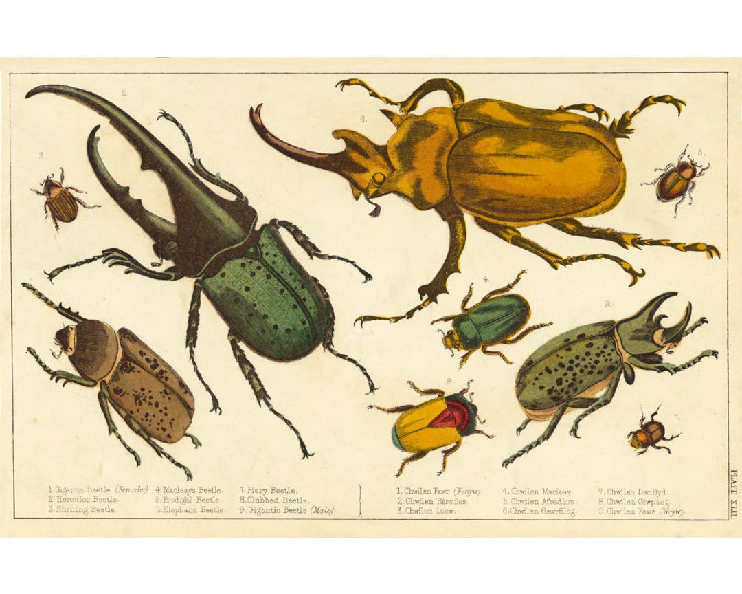 Antique Beetles Art Print, Beetle Poster, Beetle Wall Art, Insect Art ...