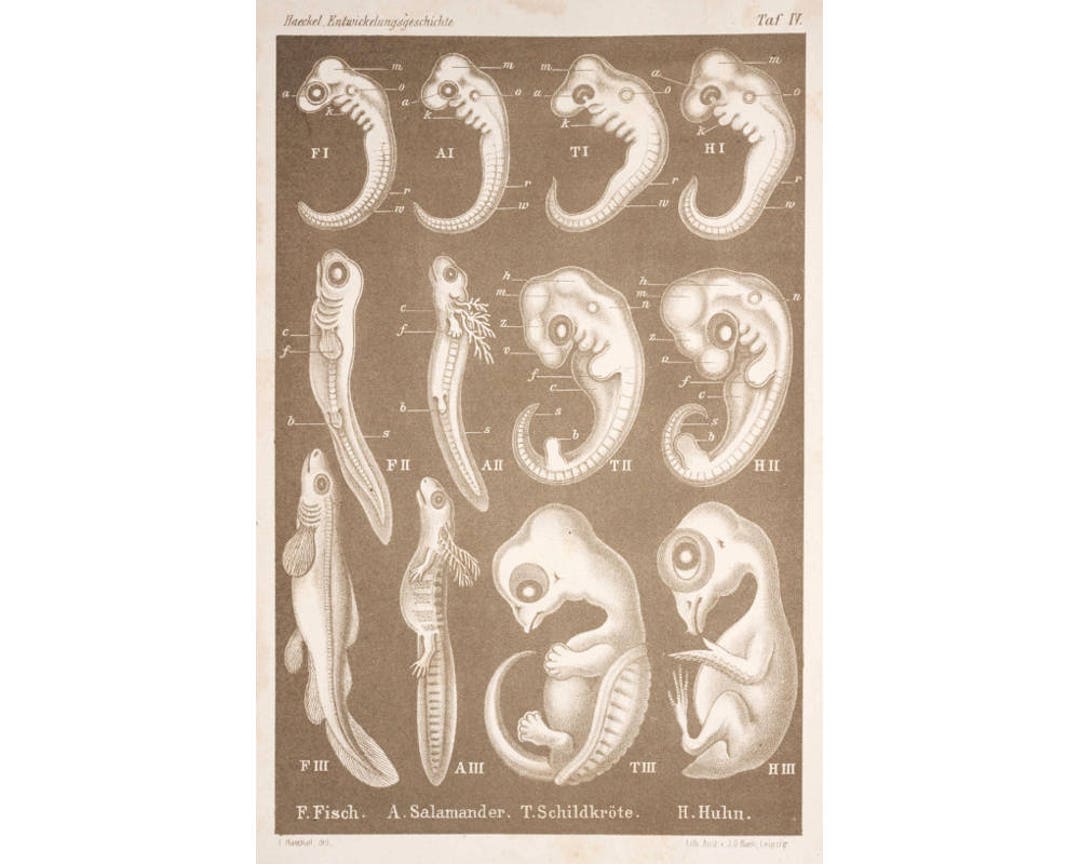 Haeckel Embryo Comparison Chart, Antique Biology Illustration, Vintage ...
