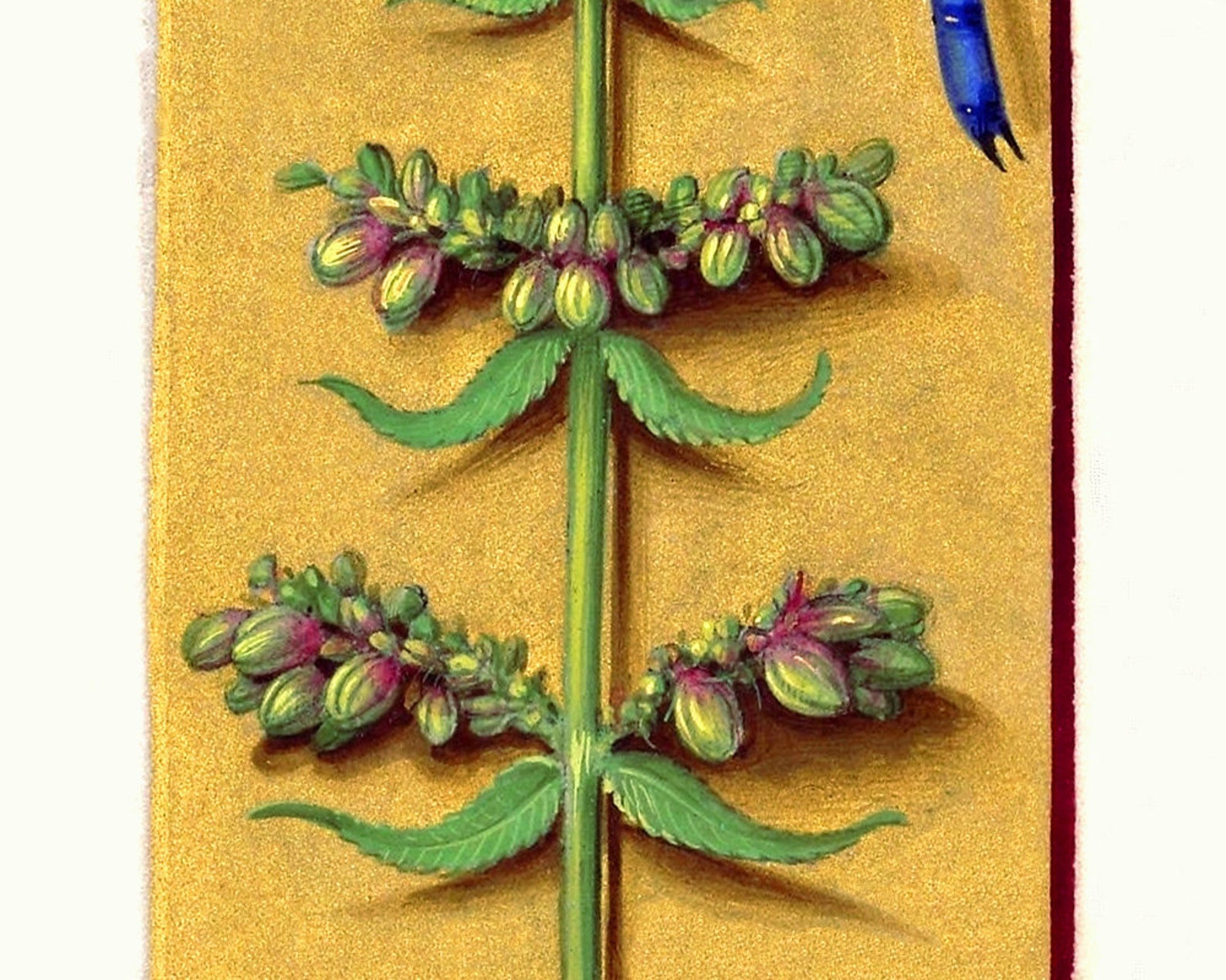 Vintage Botanical Cannabis Art Print Antique Marijuana - Etsy