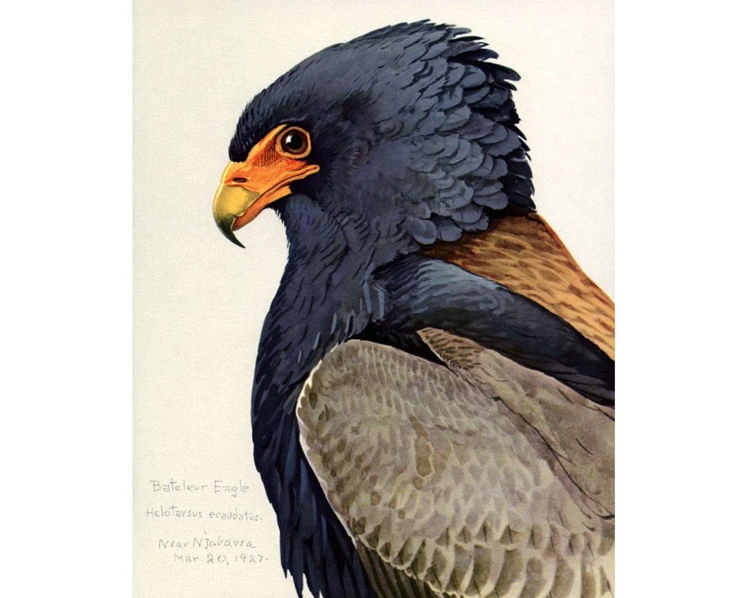 Bateleur Eagle Art Print, Louis Agassiz Fuertes Abyssinian Birds, Eagle ...