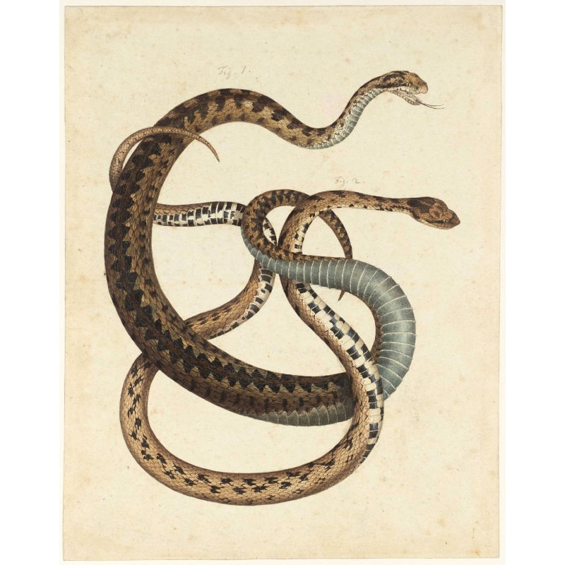 Snake Art Print - Etsy