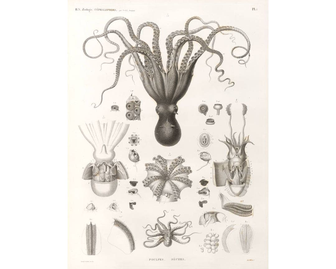 Antique Octopus Art Print, Vintage Octopus Illustration, Cephalopods ...