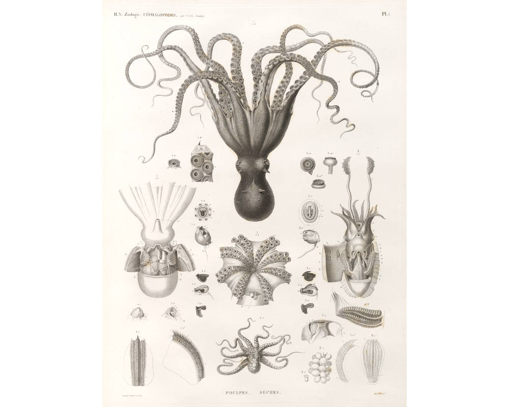 Antique octopus art print Vintage octopus illustration | Etsy