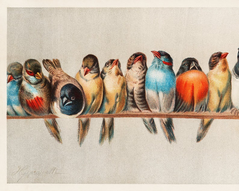 Songbirds Art Print, A Perch of Birds by Hector Giacomelli, Bird Lover ...
