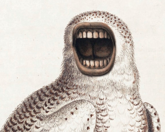 Strange Vintage Animal Drawings