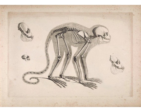 Animal Skeleton Art Print Antique Monkey Skeleton - Etsy