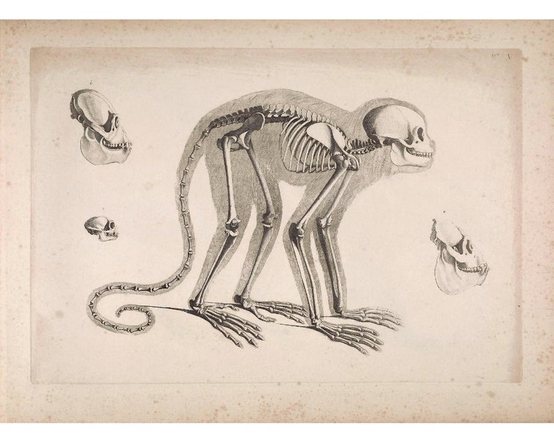 Animal Skeleton Art Print Antique Monkey Skeleton - Etsy