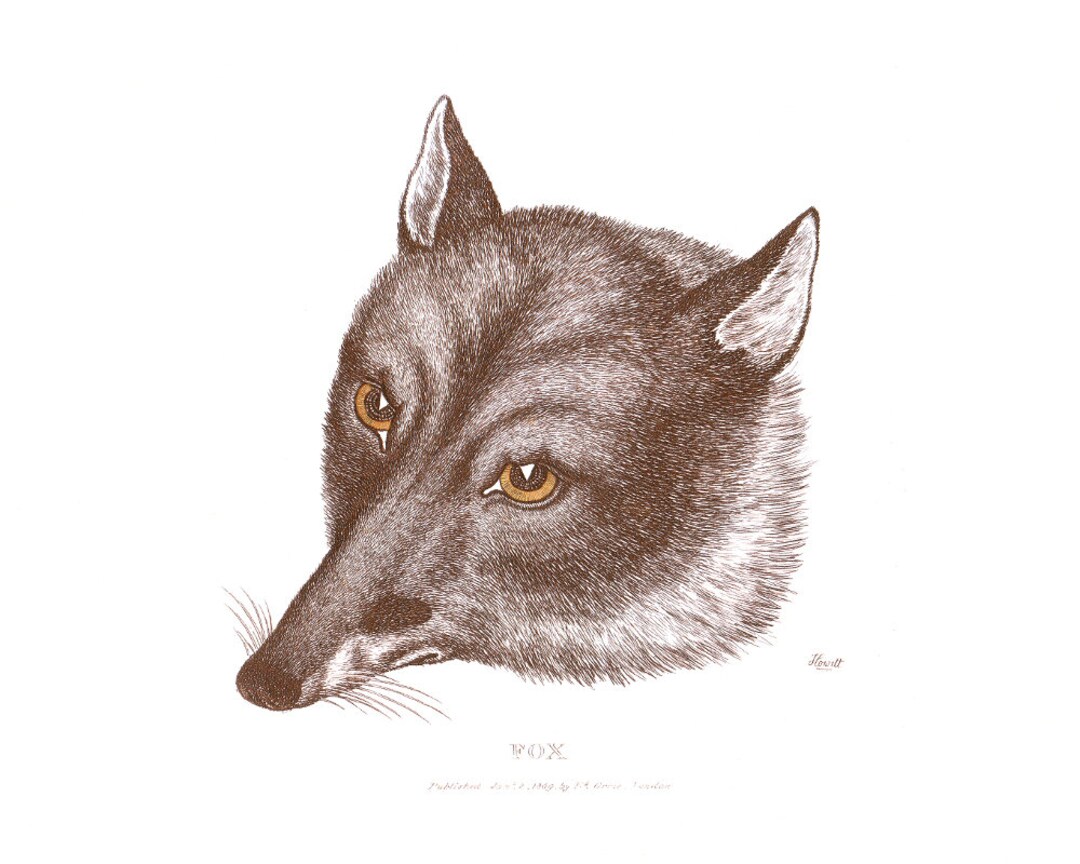 Fox Art Print, Antique Etching of Fox Head, Fox Drawing, Vintage ...