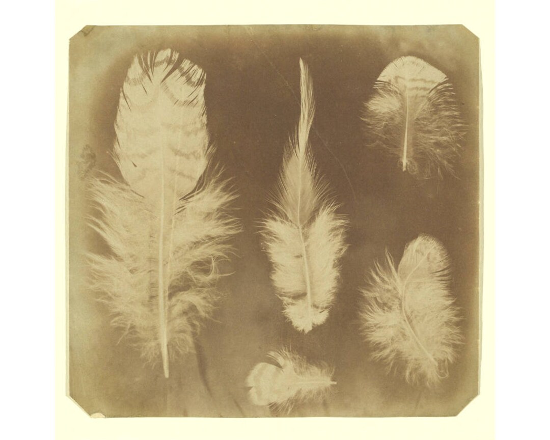 Antique Feathers Art Print, Feather Photograph, Antique Sepia Photo ...