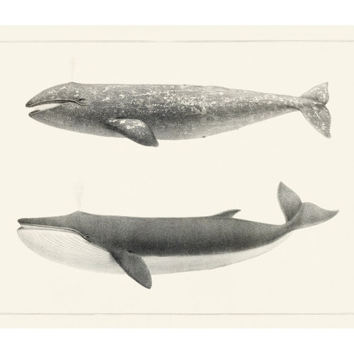 Antique Whale Art Print Large Whale Poster Whales Wall Art - Etsy